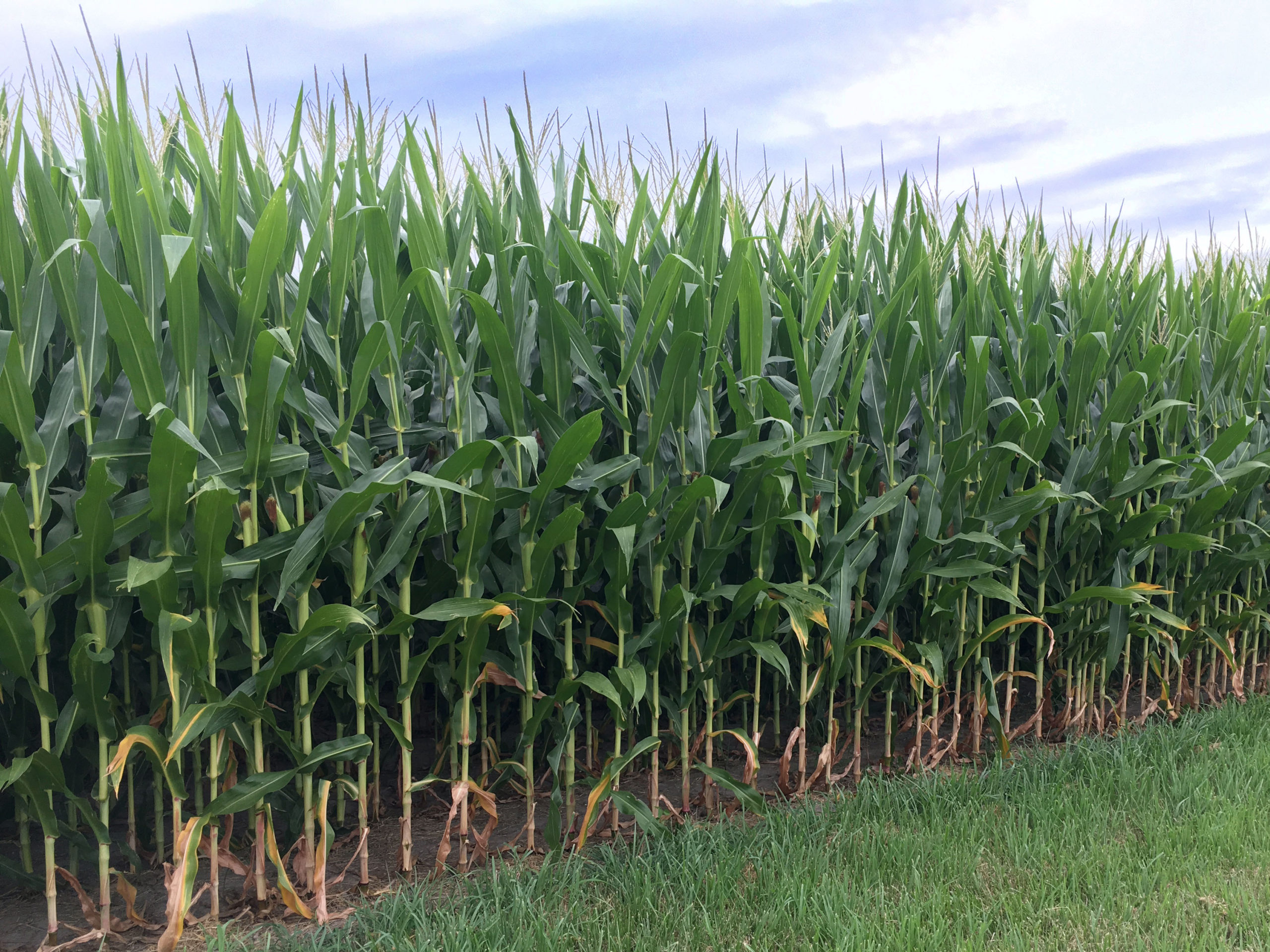 2021 Corn Plot Results - Data Fields